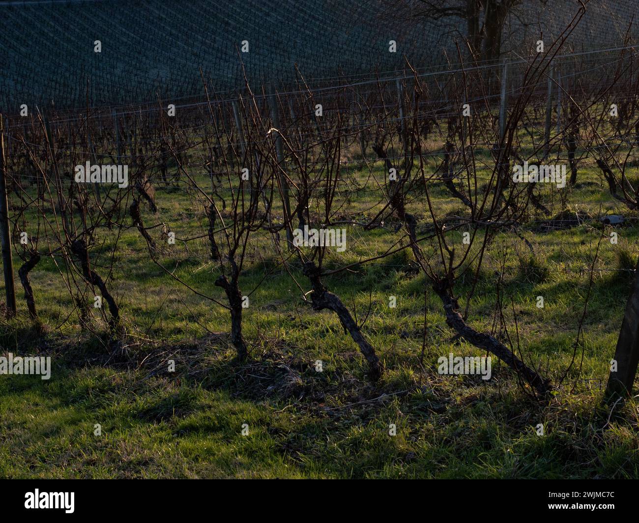 Denbies Wine Estate in Winter, Dorking, Surrey, UK Stock Photo - Alamy