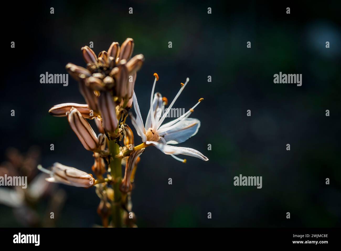 Order of asparagales hi-res stock photography and images - Alamy