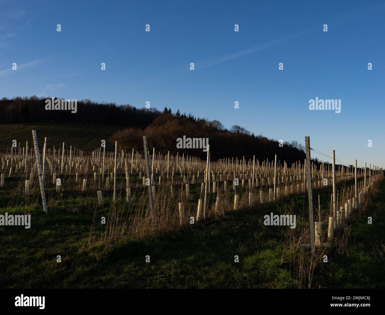 Denbies Wine Estate in Winter, Dorking, Surrey, UK Stock Photo - Alamy