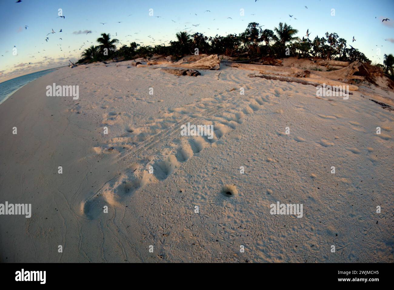 Turtle prints beach hi-res stock photography and images - Alamy