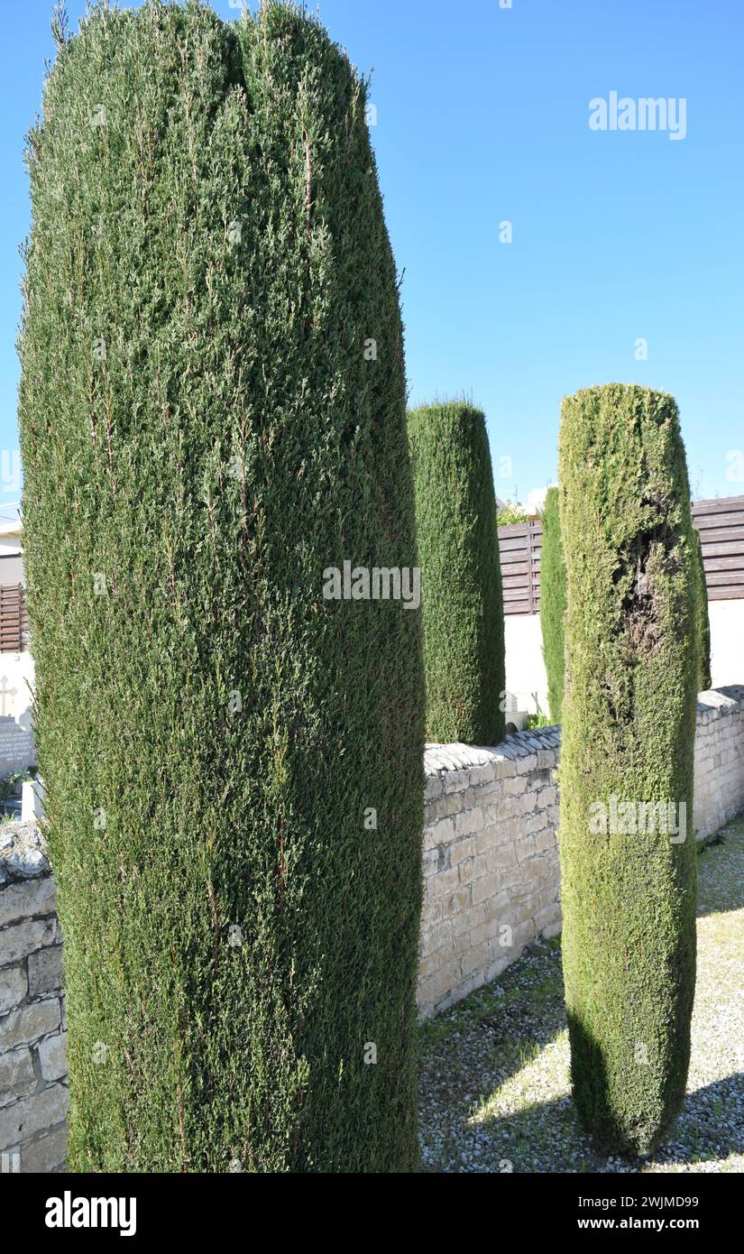 Green pillars of trees hi-res stock photography and images - Alamy