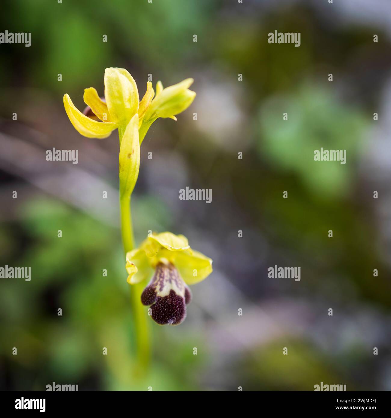 Ophrys omegaifera ssp. israelitica. Red Book of Israel Stock Photo - Alamy