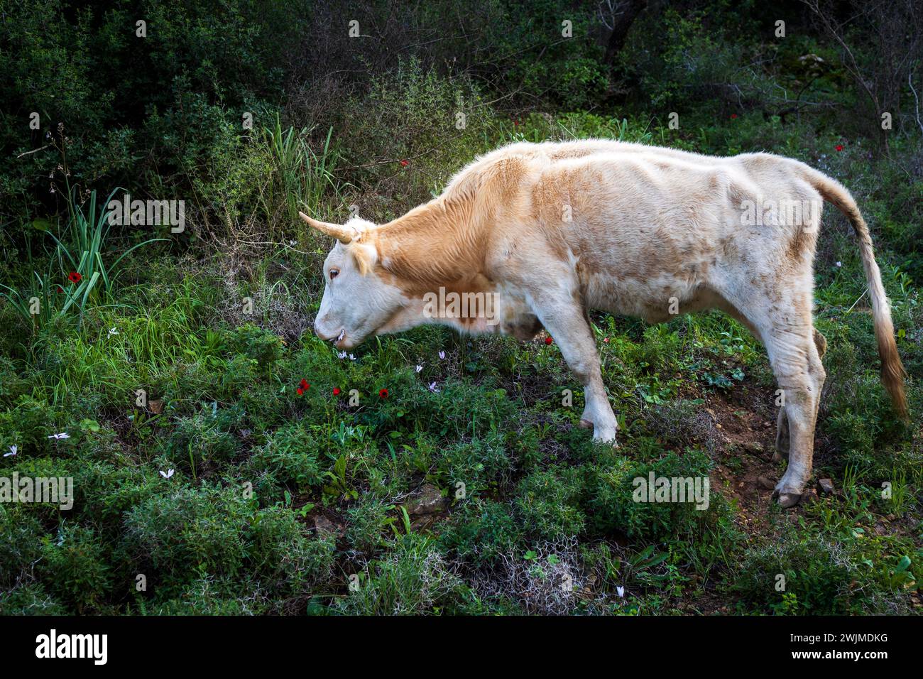 A cow on Mount Carmel Israel eats cyclamens and young grass Stock Photo ...