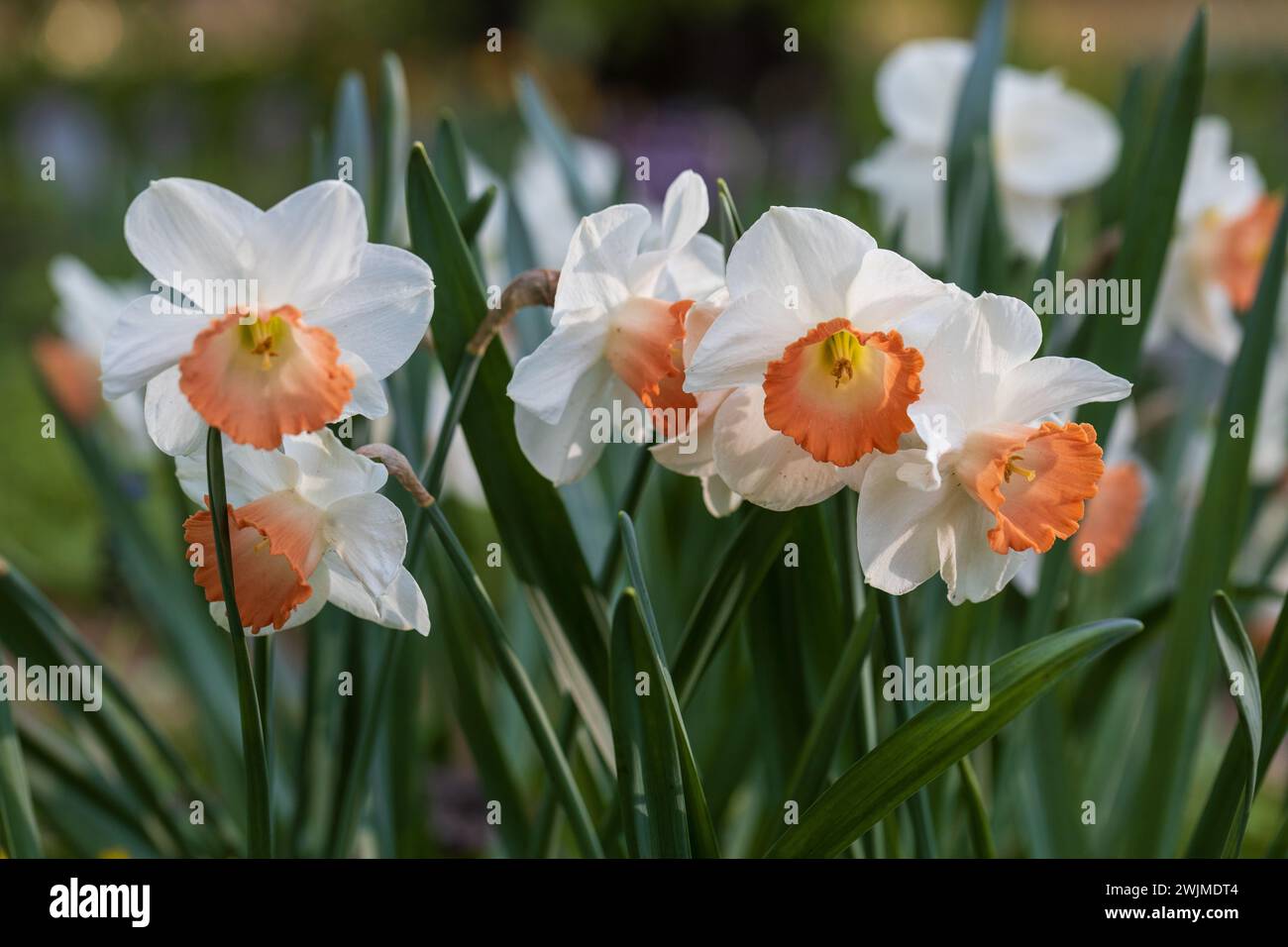 White large cupped daffodils hi-res stock photography and images - Alamy