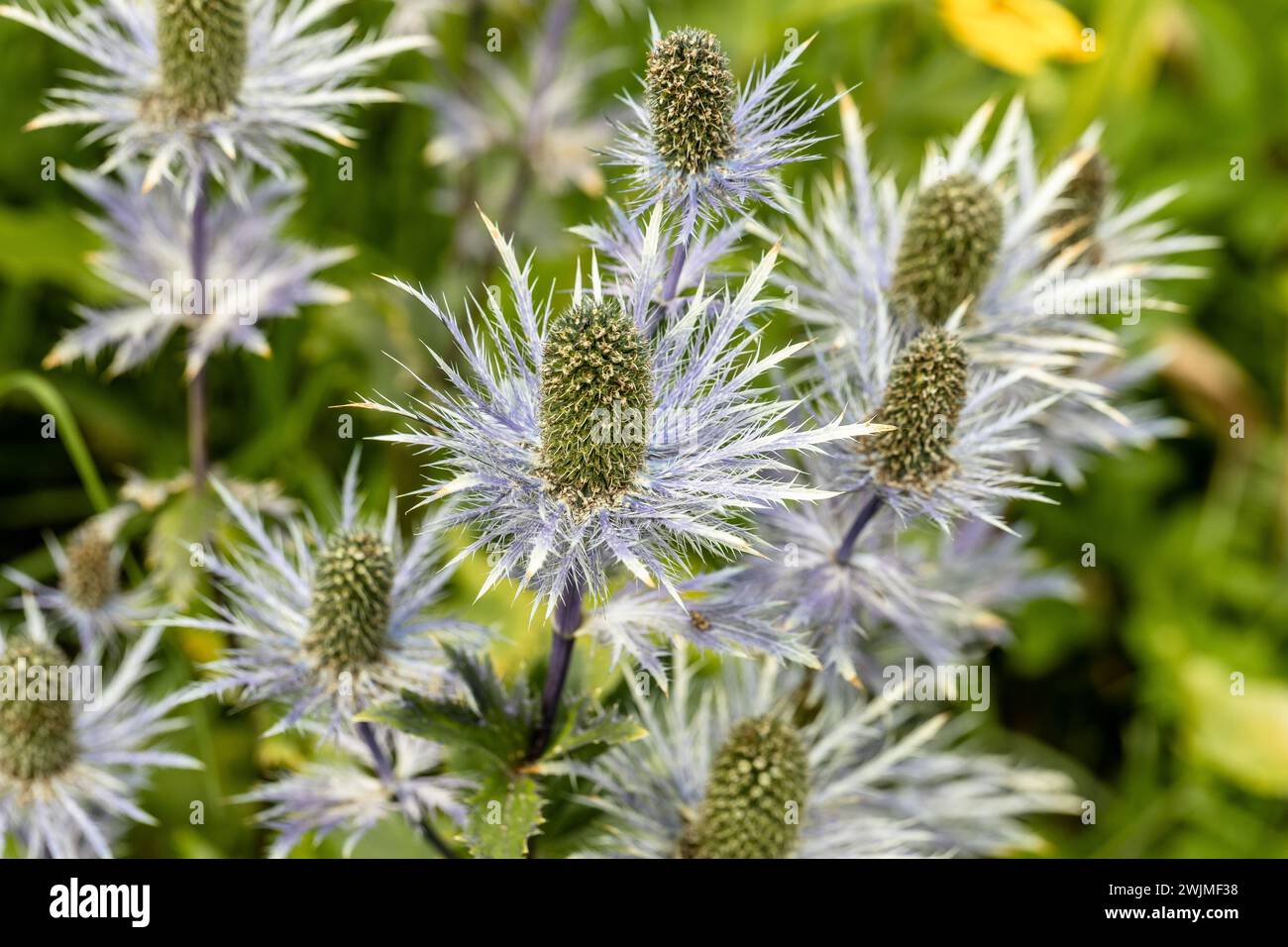 Eryngium alpinum 'Blue Jackpot' also known as Blue Sea Holly Stock ...