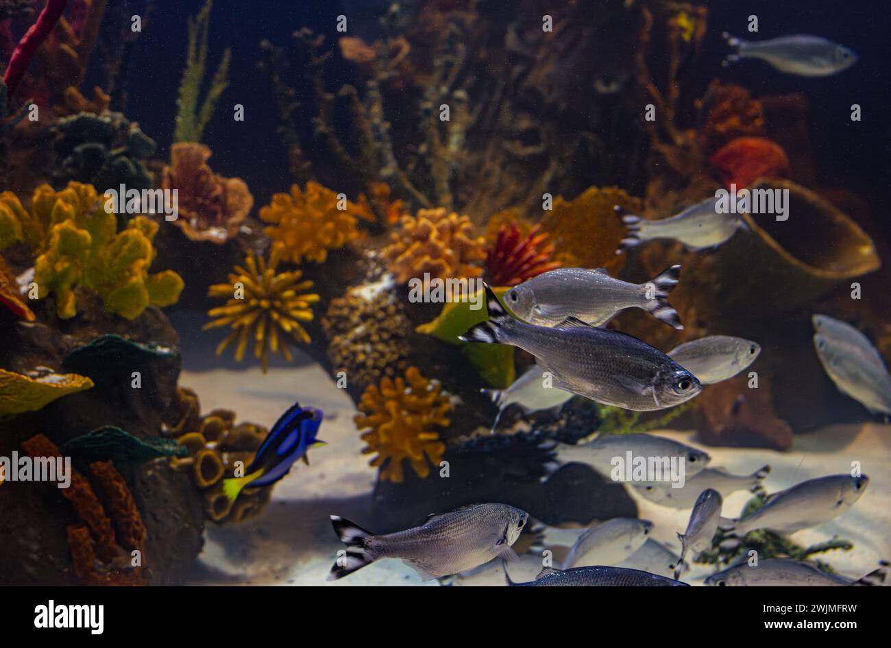 These shots were taken in a public aquarium where family and friends ...