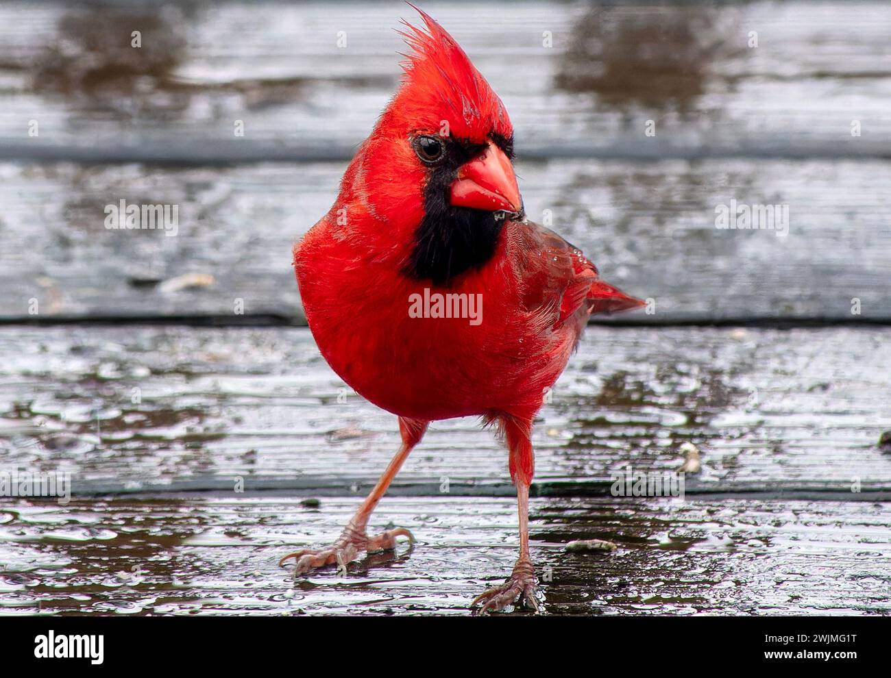 Wet northern cardinal hi-res stock photography and images - Alamy