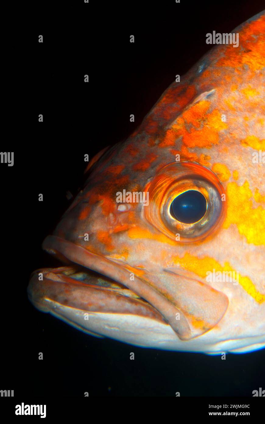 Sebastes rockfish hi-res stock photography and images - Alamy