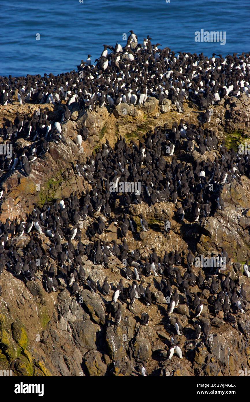 Common murres (Uria aalge) on Colony Rock, Yaquina Head Outstanding ...