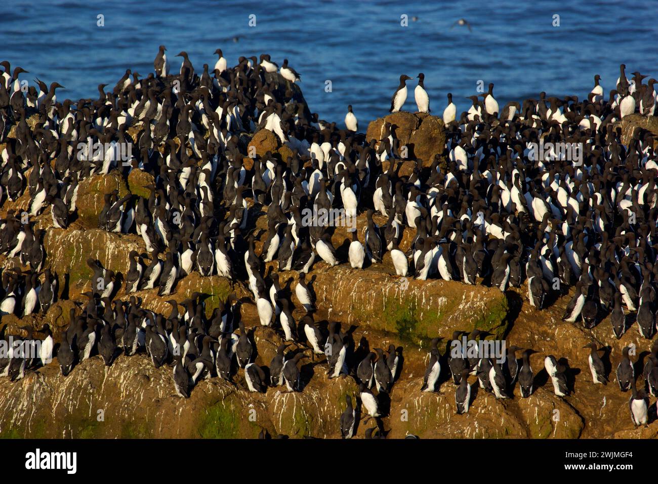 Common murres (Uria aalge) on Colony Rock, Yaquina Head Outstanding ...