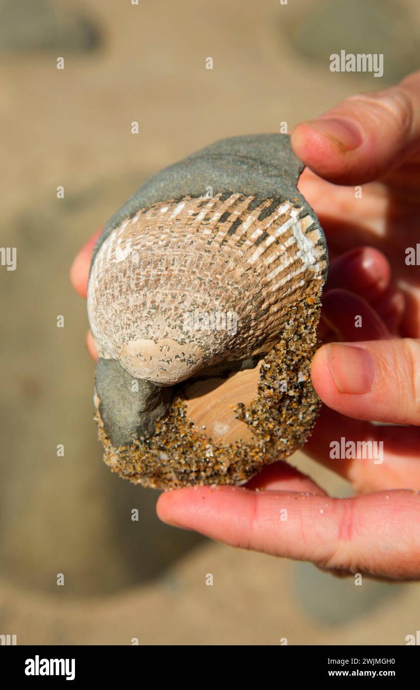 Fossils on moolack beach hi-res stock photography and images - Alamy