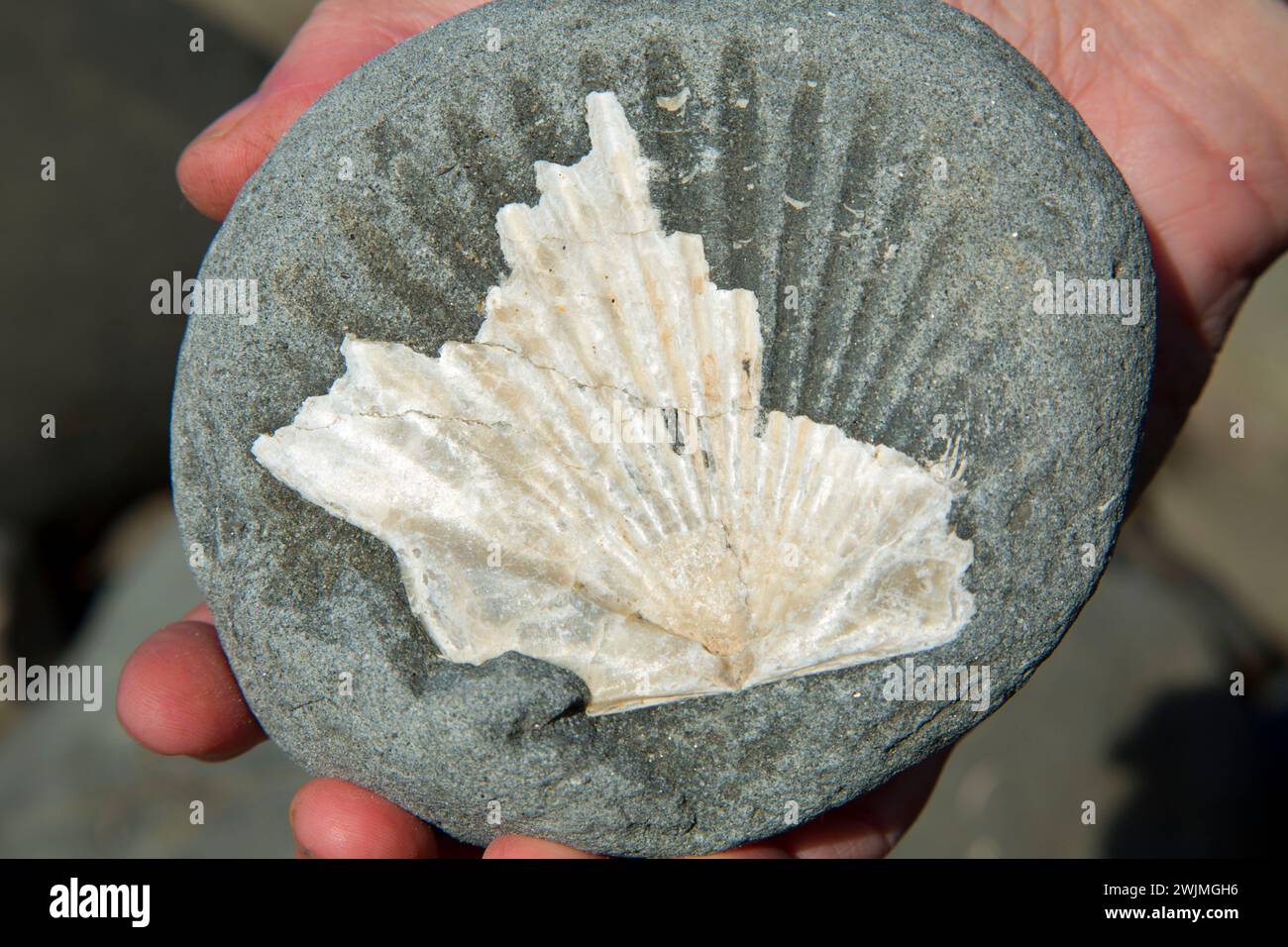 Fossil on Moolack Beach, Newport, Oregon Stock Photo - Alamy