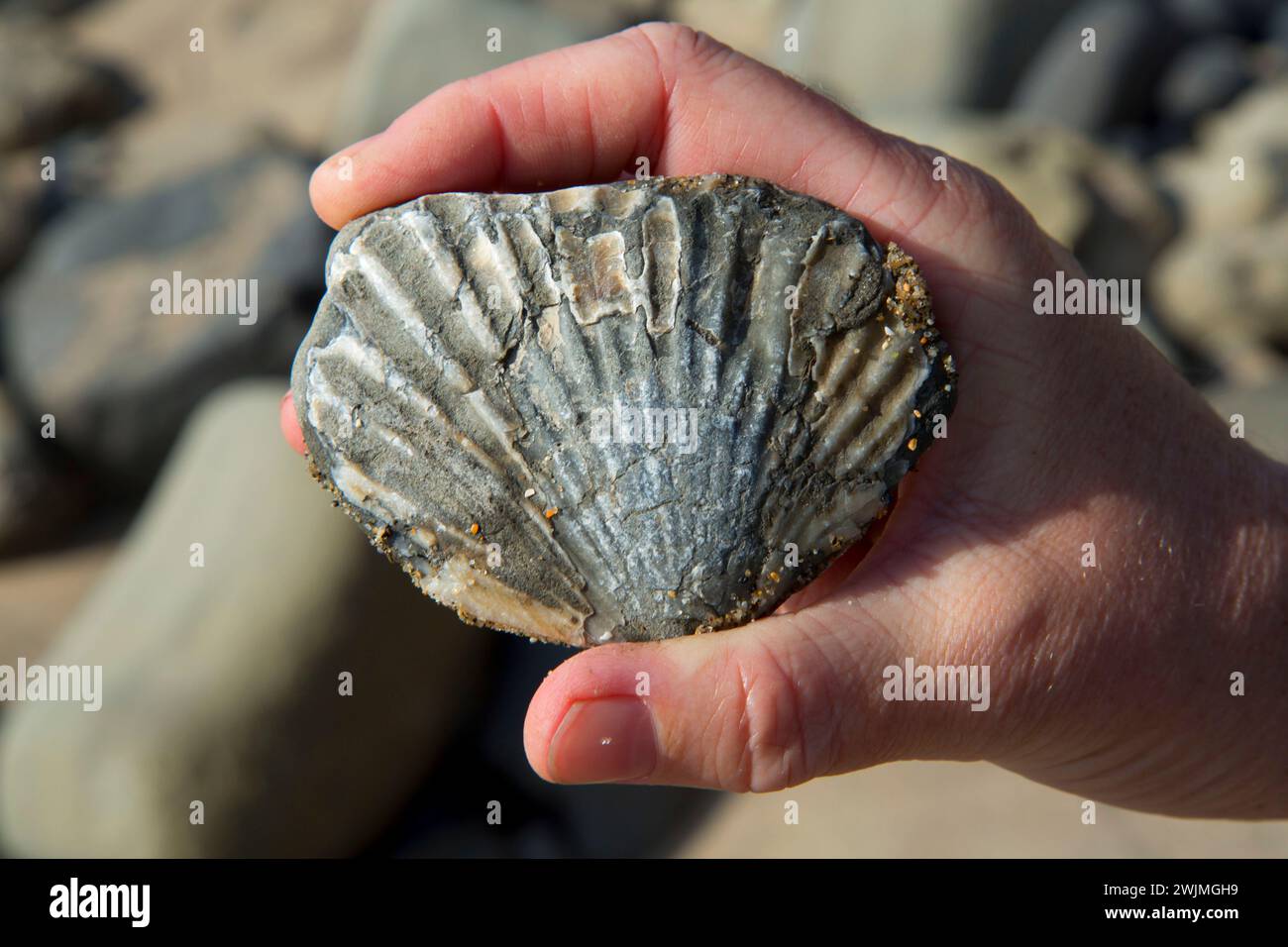 Fossil on Moolack Beach, Newport, Oregon Stock Photo - Alamy