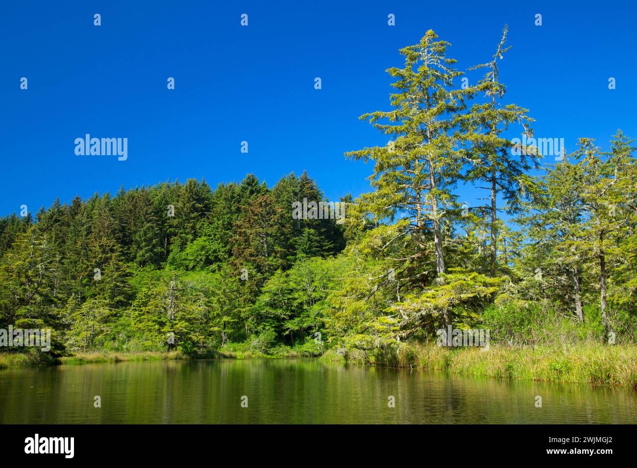 Beaver Creek, Brian Booth State Park, Oregon Stock Photo - Alamy