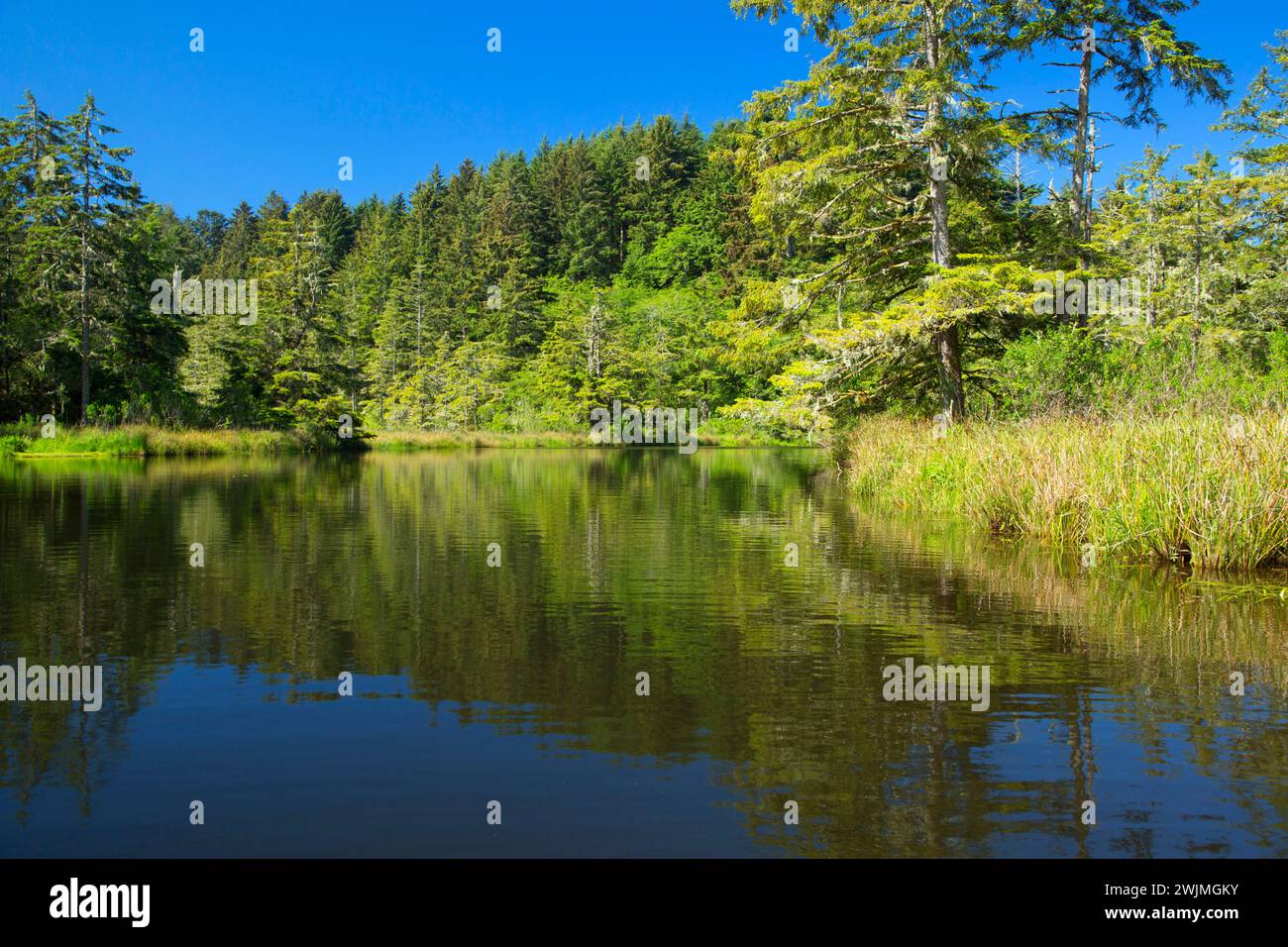 Beaver Creek, Brian Booth State Park, Oregon Stock Photo - Alamy