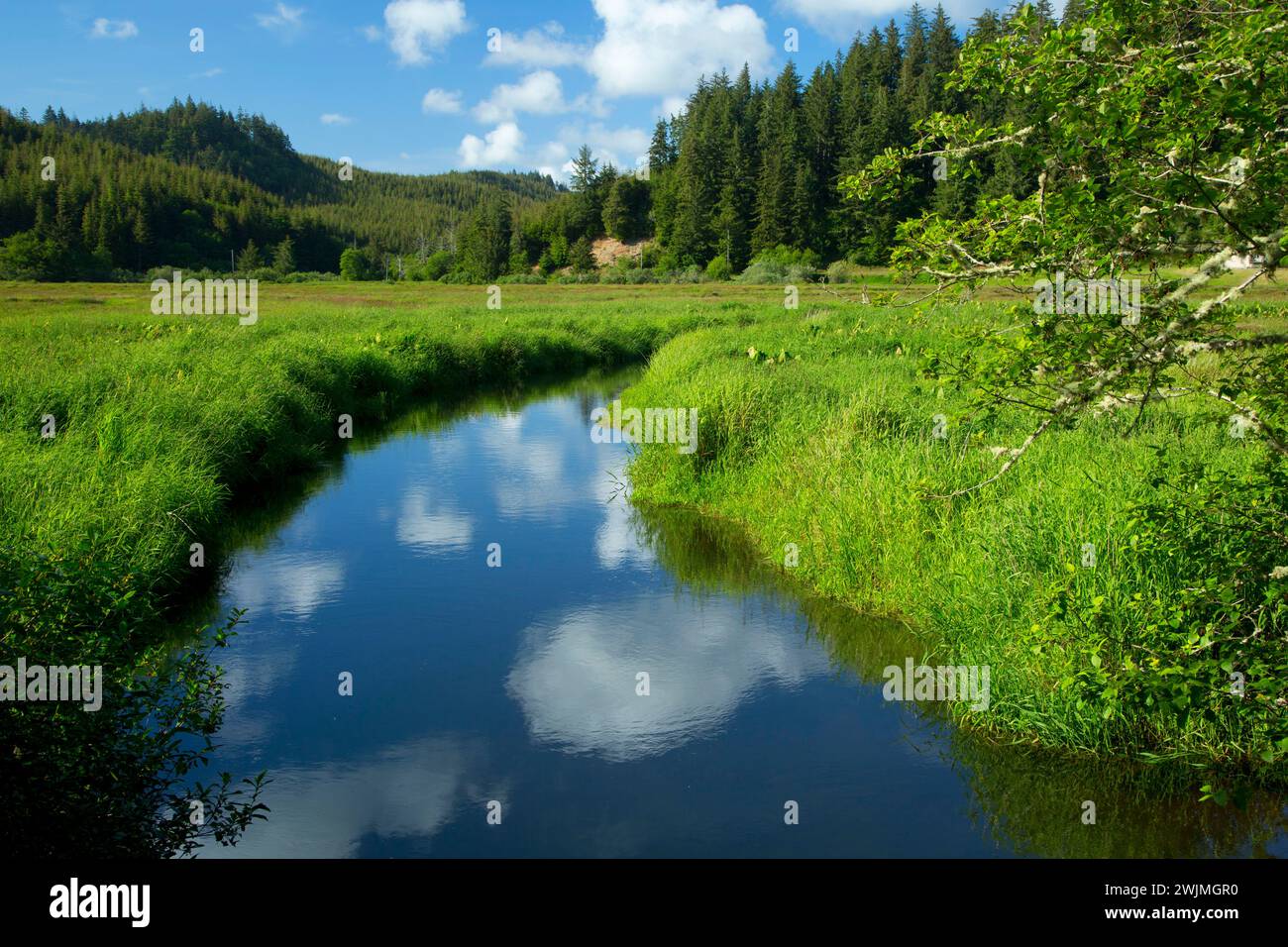 Beaver Creek along Beaver Creek Loop Trail, Brian Booth State Park, Oregon Stock Photo - Alamy