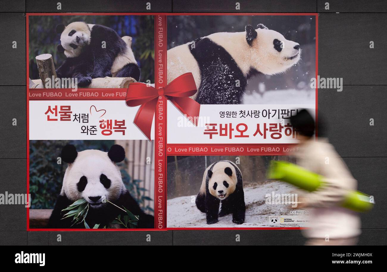 Seoul, South Korea. 16th Feb, 2024. A woman walks past a poster of giant panda Fu Bao at a ...