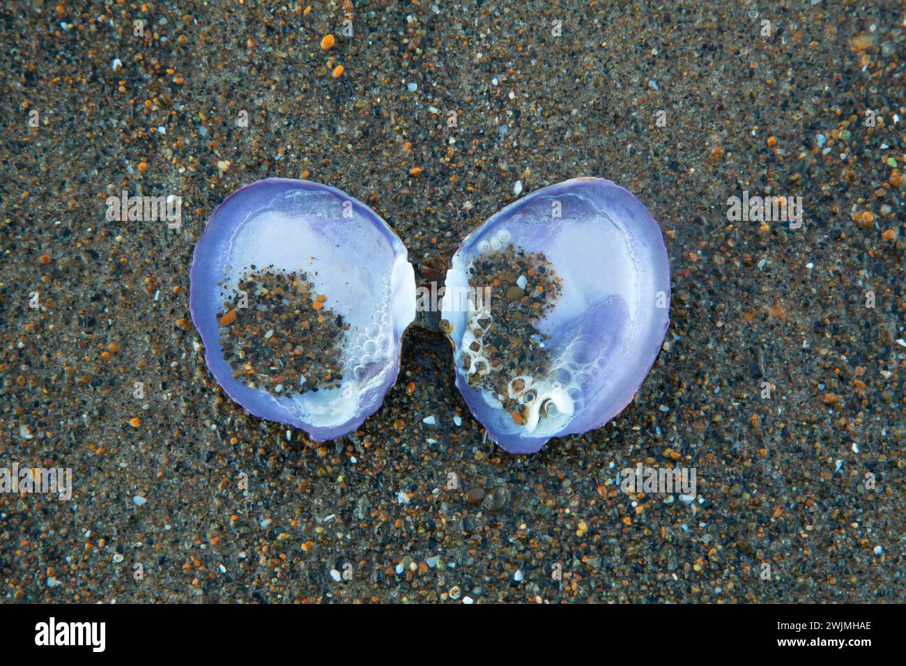 Clam shells, Pacific Coast Scenic Byway, Lincoln City, Oregon Stock ...