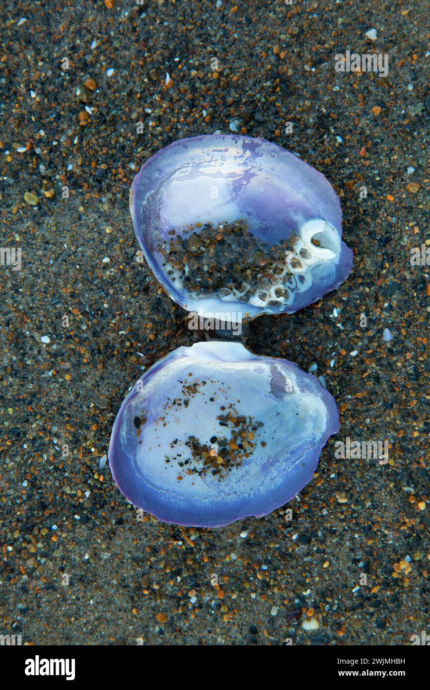 Clam shells hi-res stock photography and images - Alamy