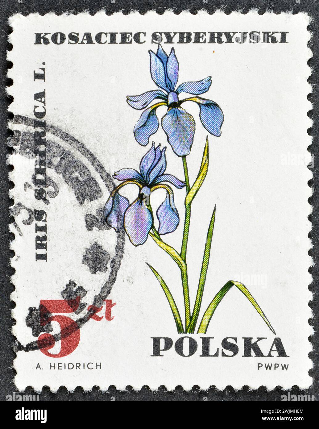 Cancelled postage stamp printed b Poland, that shows Iris Sibirica ...