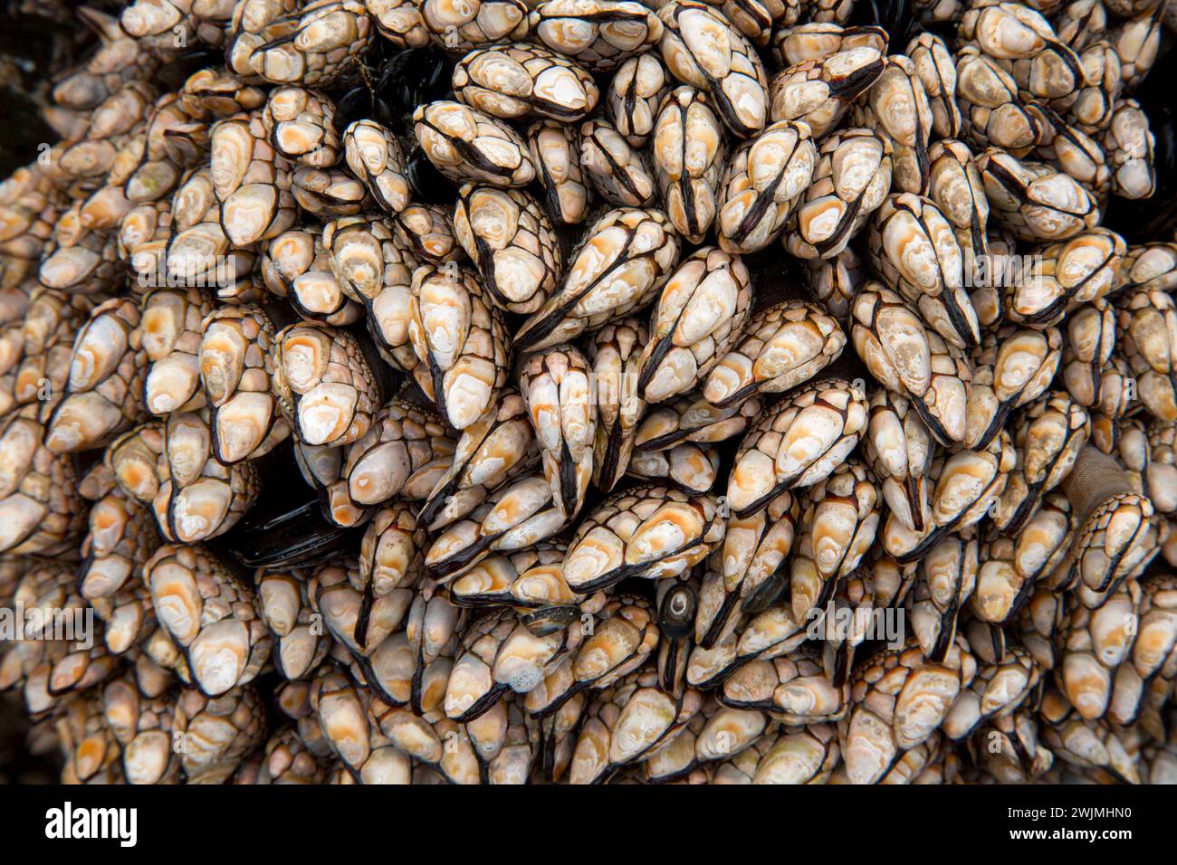 Gooseneck barnacles, Roads End State Park, Lincoln City, Oregon Stock ...