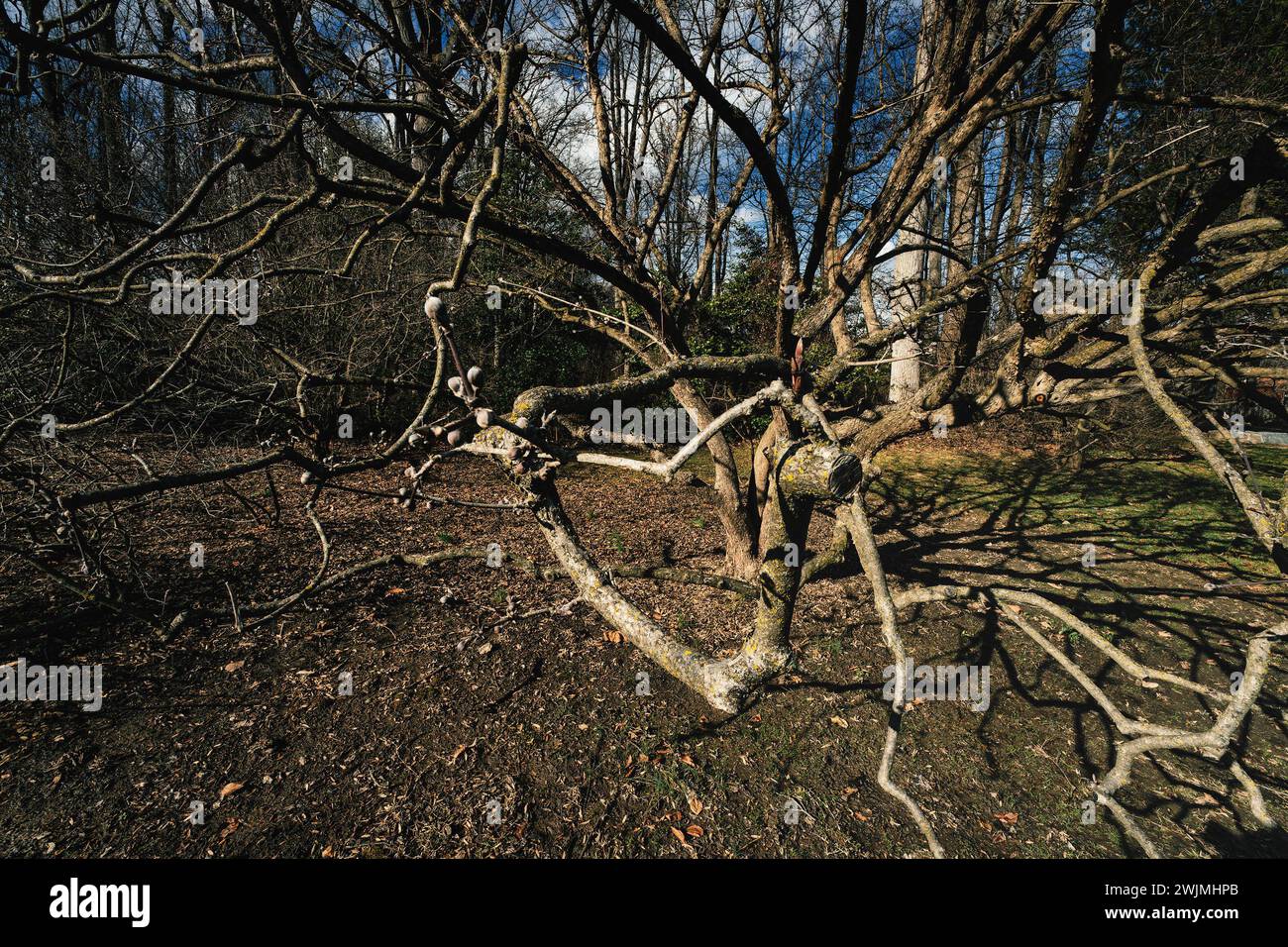 Knarled tree hi-res stock photography and images - Alamy