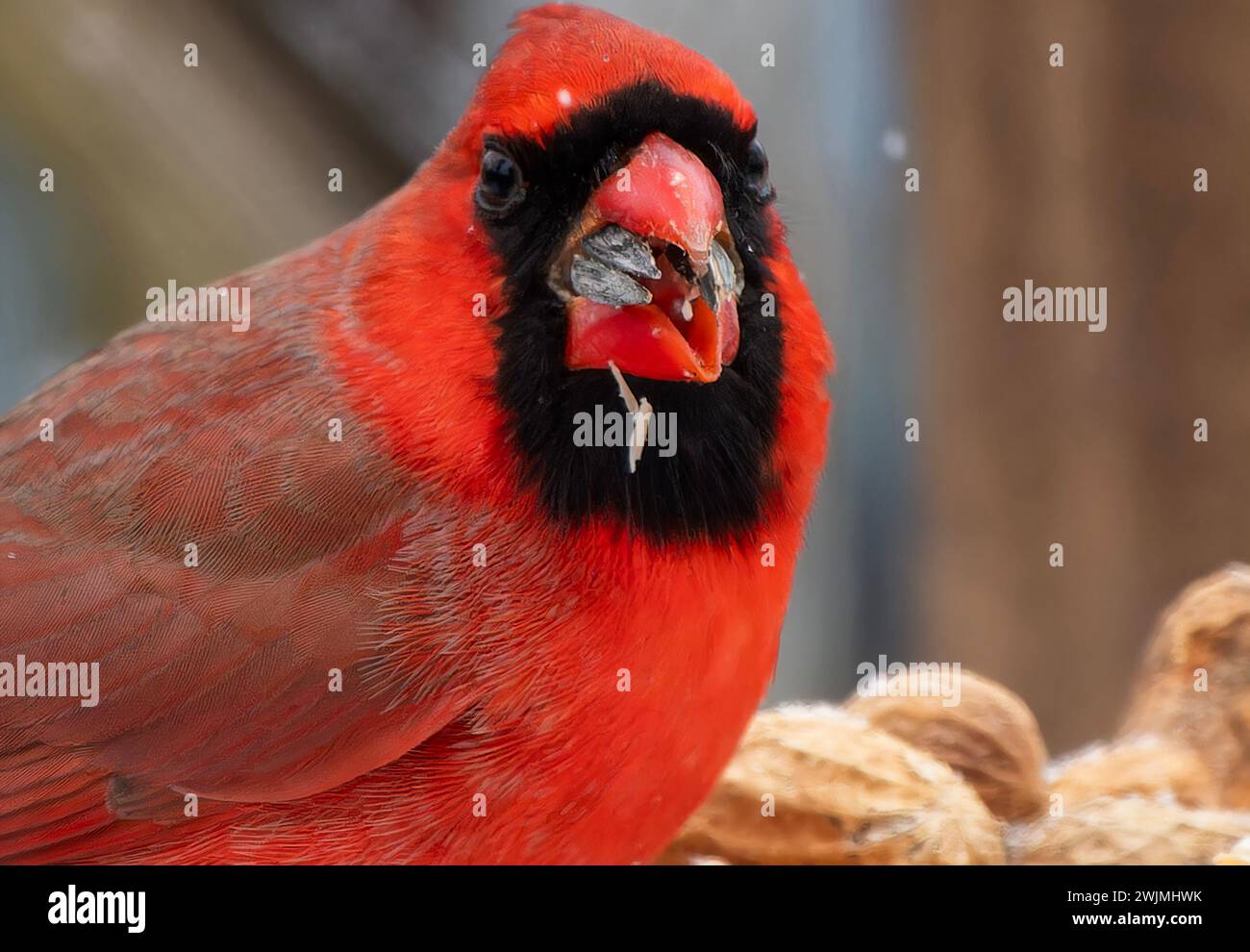 Northern cardinal in snow portrait hi-res stock photography and images ...