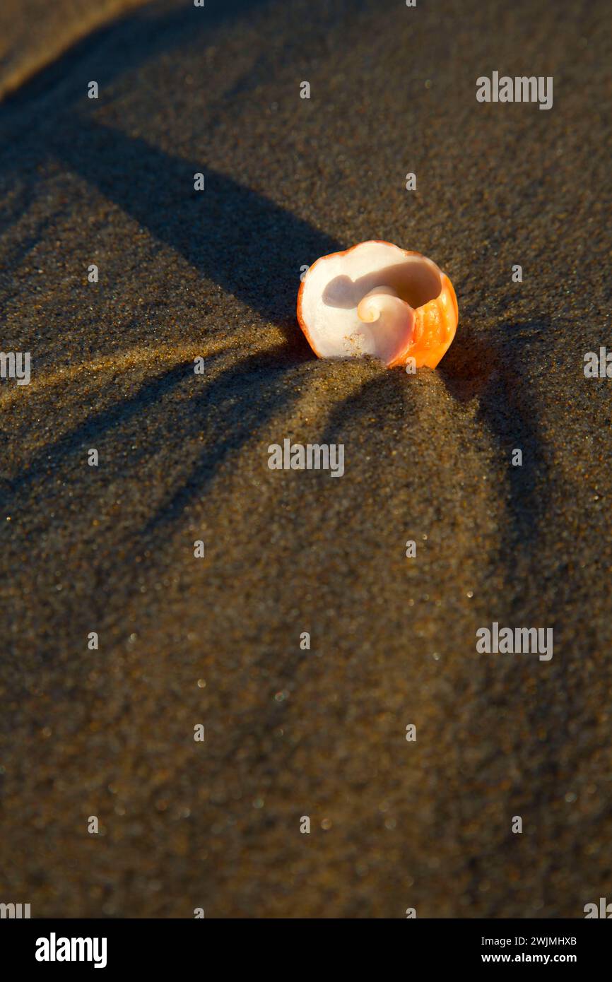 Snail shell on beach, Roads End State Park, Lincoln City, Oregon Stock ...