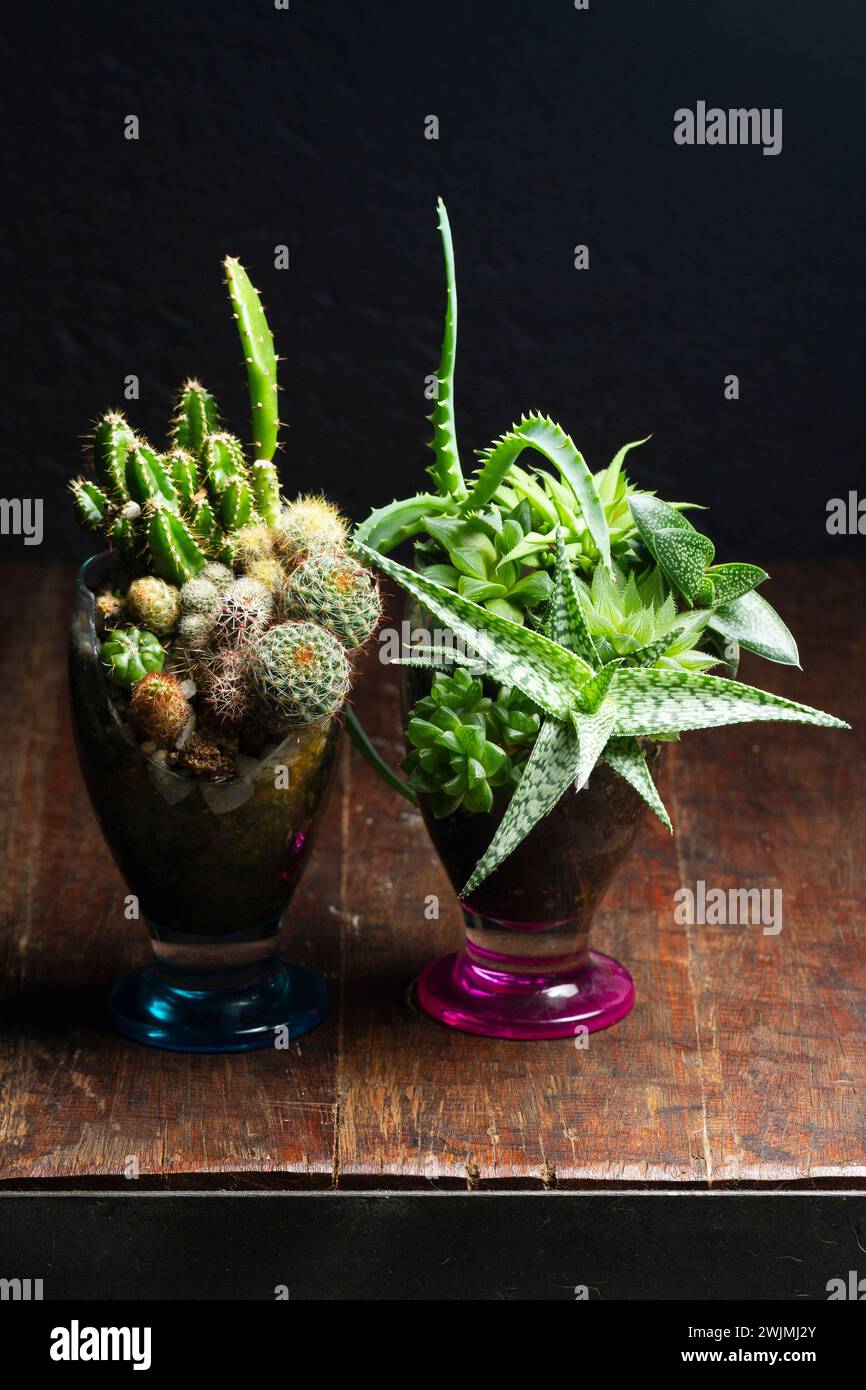 Succulent Plants and Cacti in Recycled Broken Canopy Stock Photo - Alamy