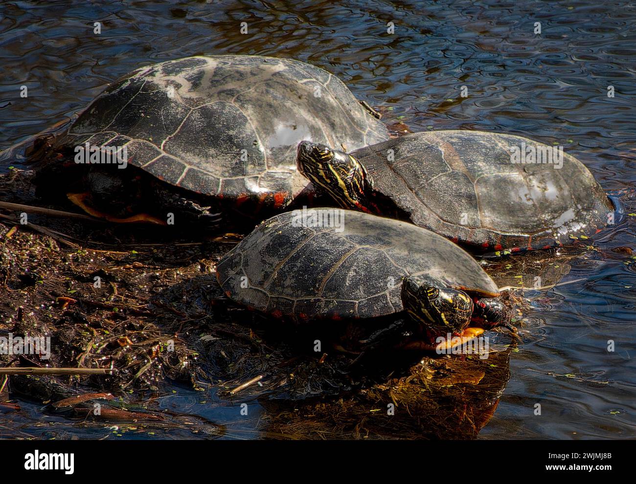 Mud Turtles on the bank of a lake Stock Photo - Alamy