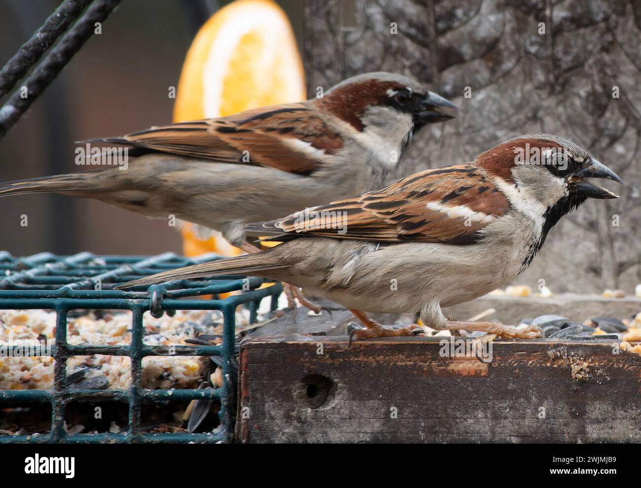 Two little Sparrows on the bird feeder Stock Photo - Alamy