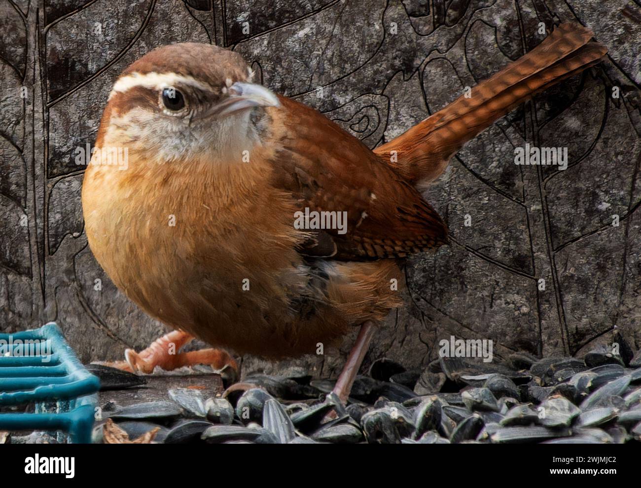 A small Wren arrives on the bird feeder Stock Photo - Alamy