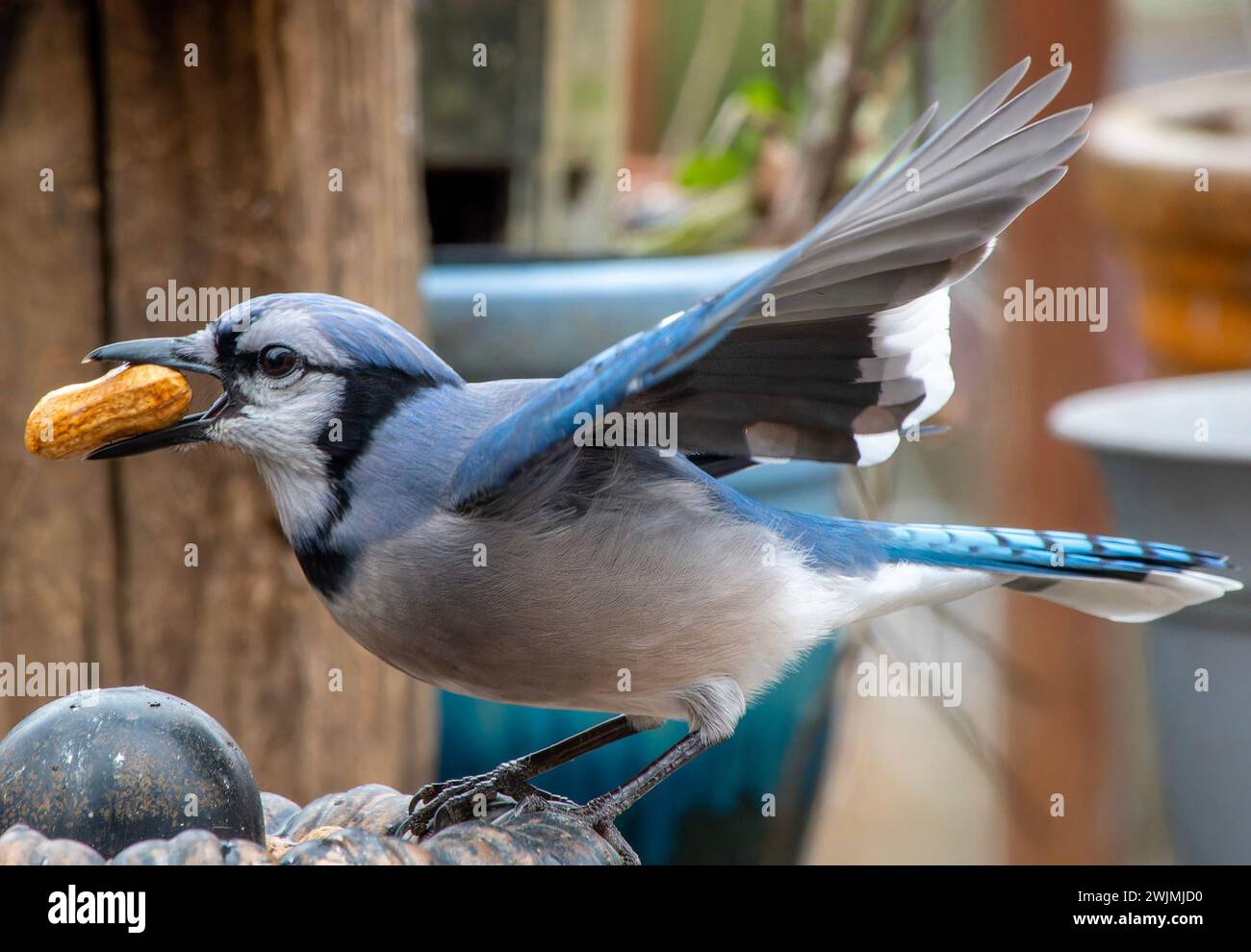 A Bluejay on the deck Stock Photo - Alamy