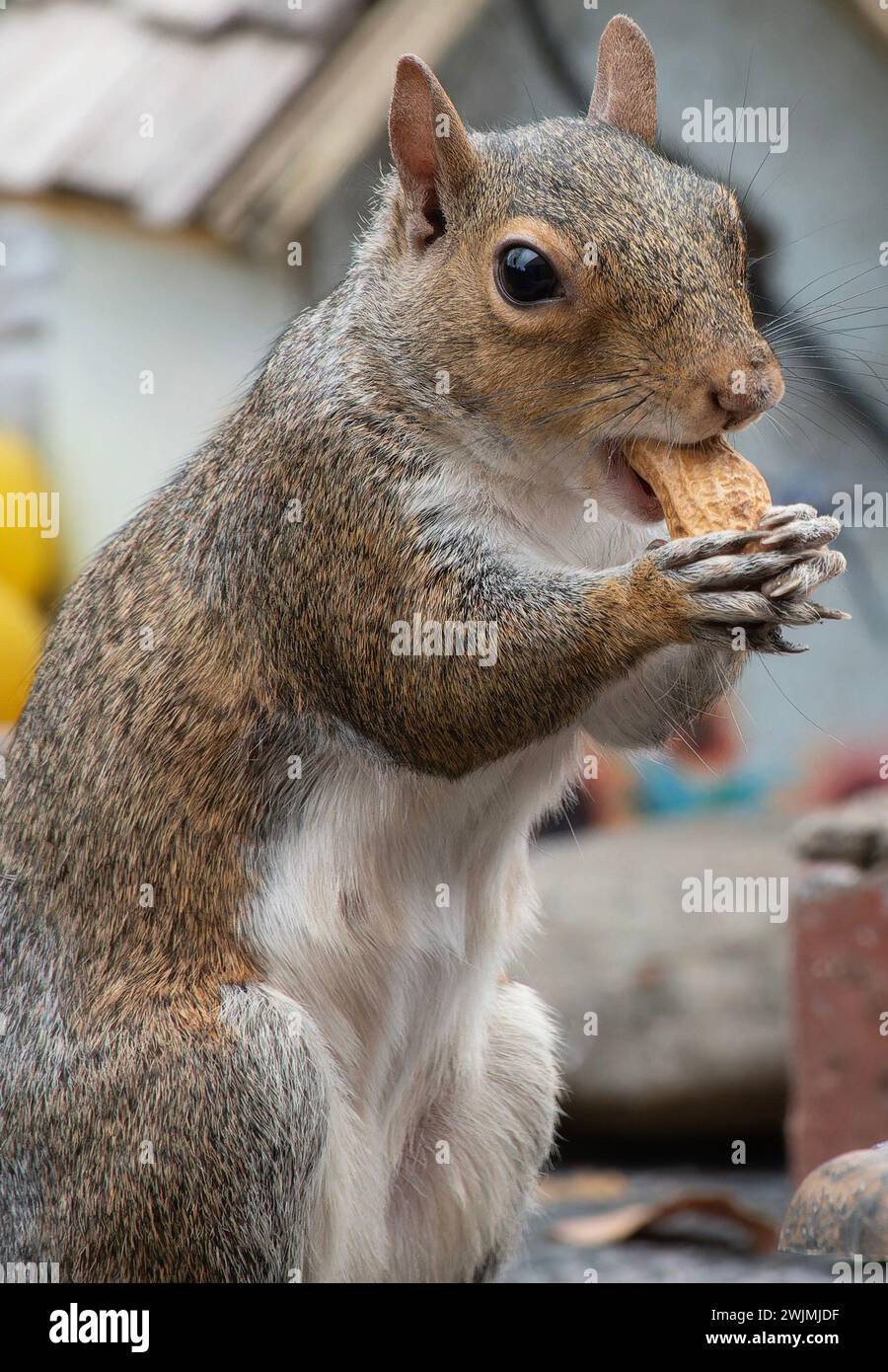 A gray Squirrel finds a peanut on the deck Stock Photo - Alamy