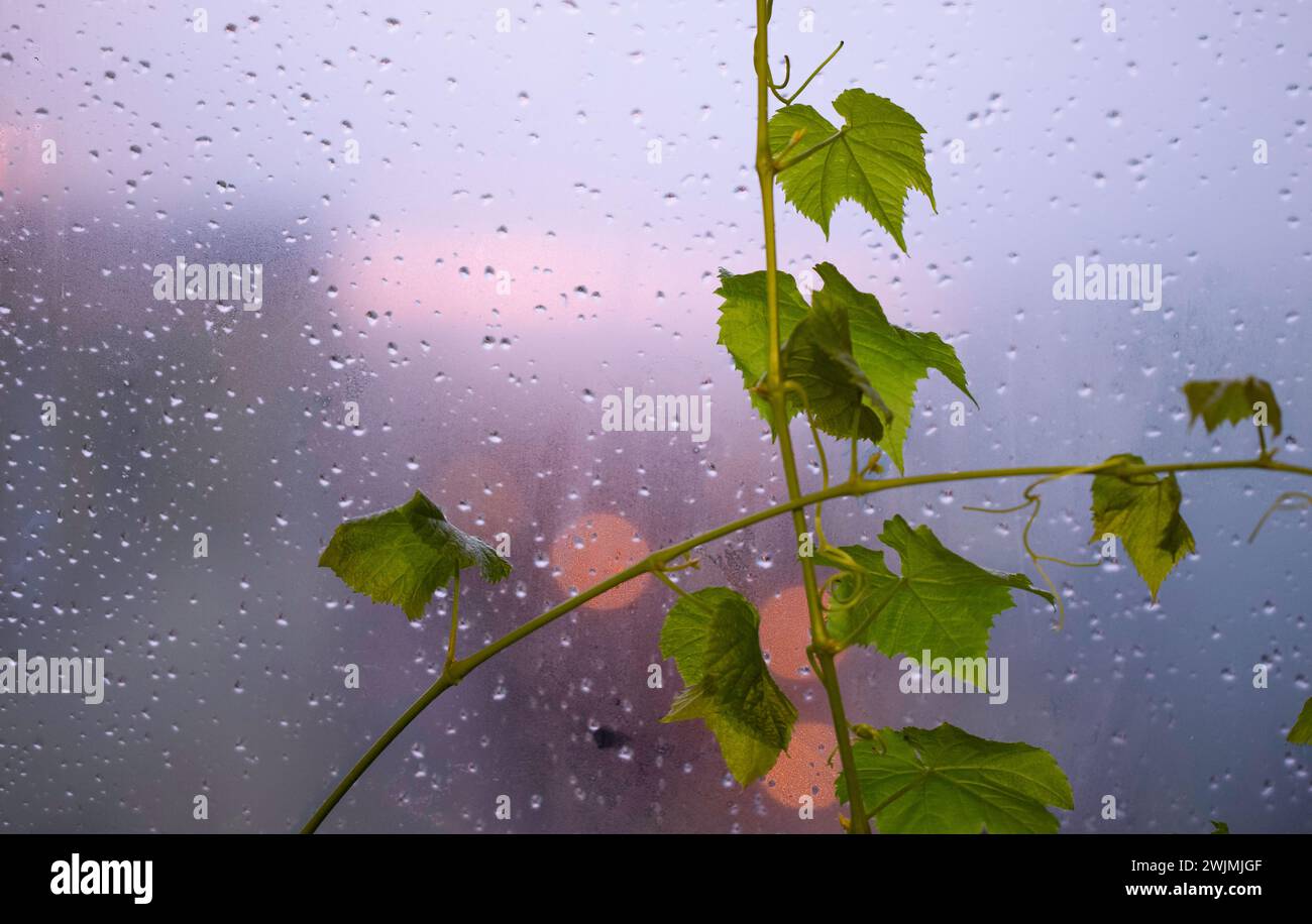 View out the window, sunrise, vine sprouts Stock Photo - Alamy