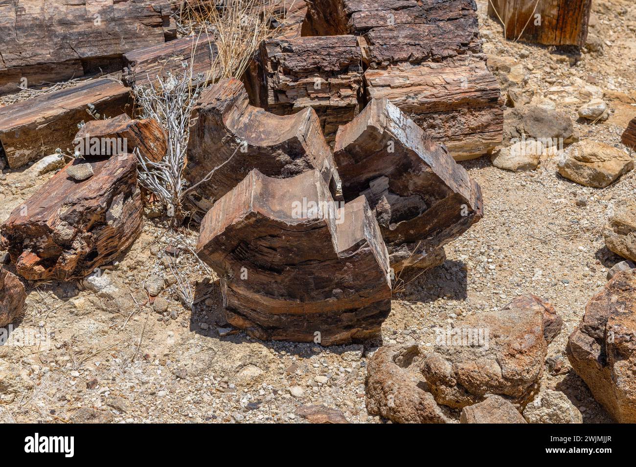Petrified and mineralized tree trunks, Khorixas, Damaraland, Namibia ...