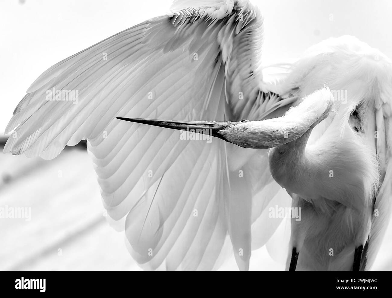 The great eastern at dock Black and White Stock Photos & Images - Alamy