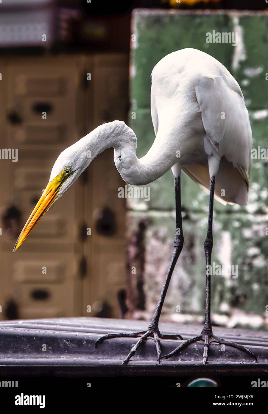 The great eastern at dock hi-res stock photography and images - Alamy