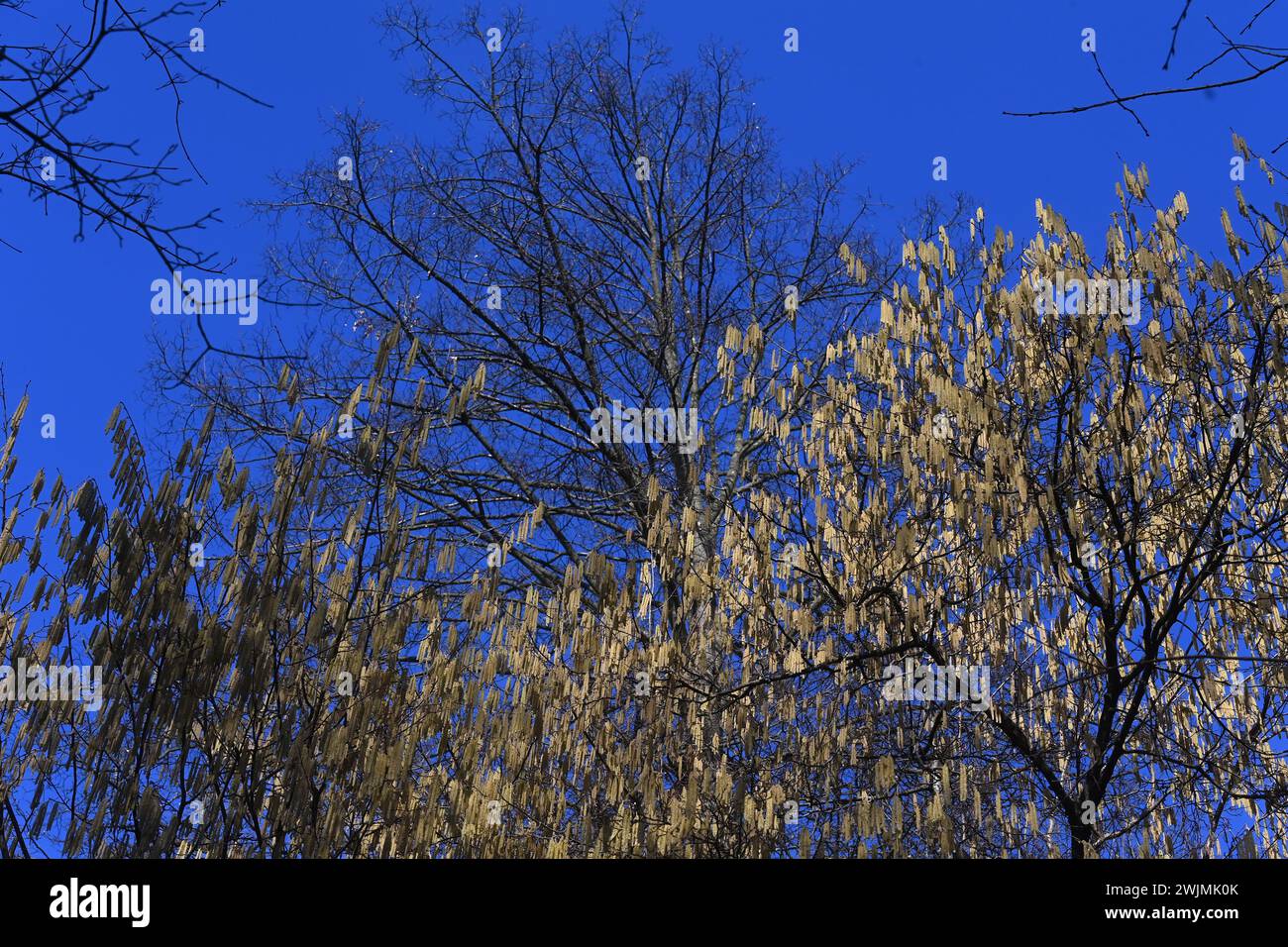 Stren, Czech Republic. 16th Feb, 2024. Pre-spring weather in the ...