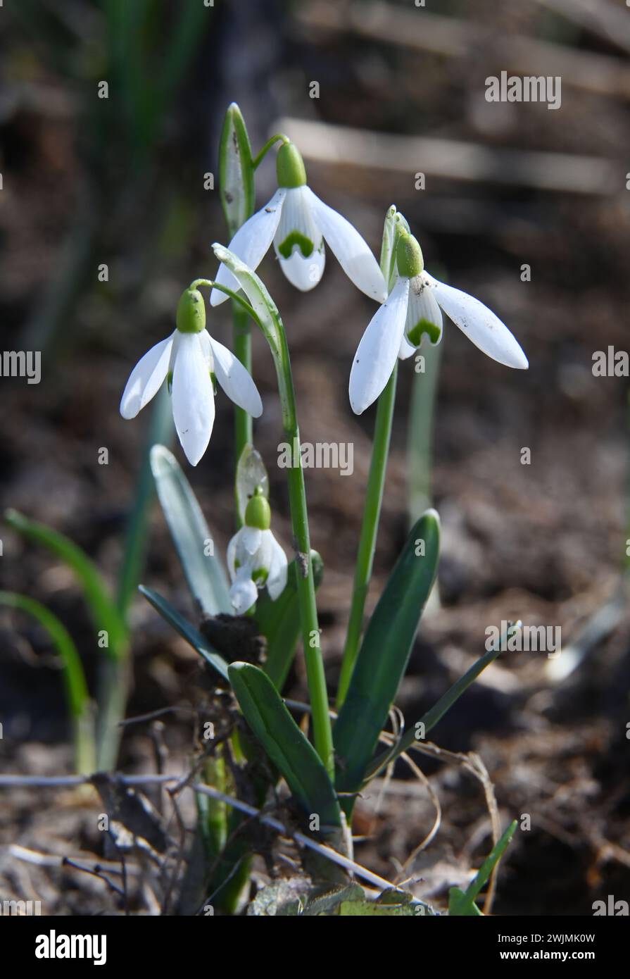 Stren, Czech Republic. 16th Feb, 2024. Pre-spring weather in the ...