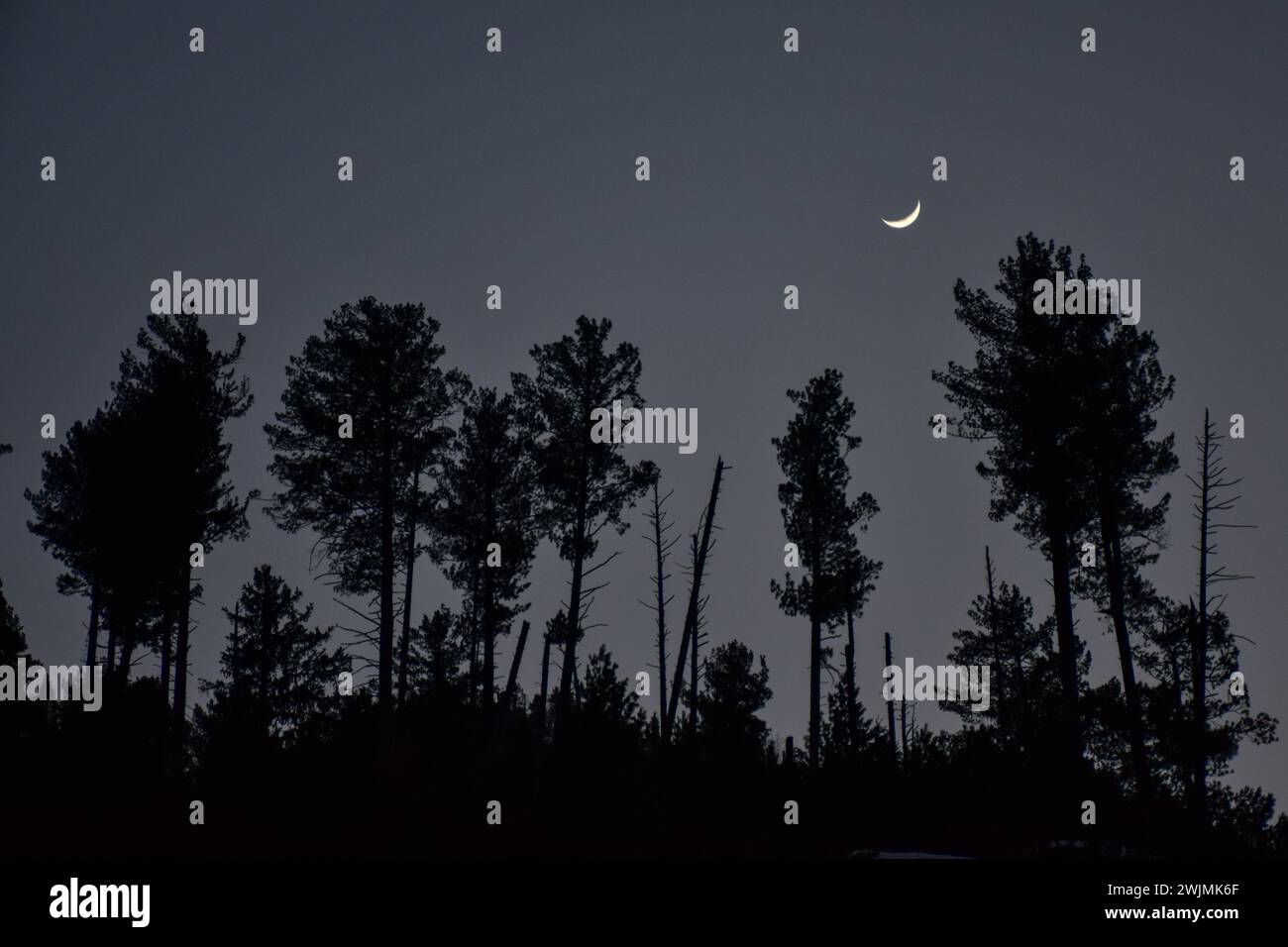 The waxing crescent moon rises over the forest on the outskirts of ...