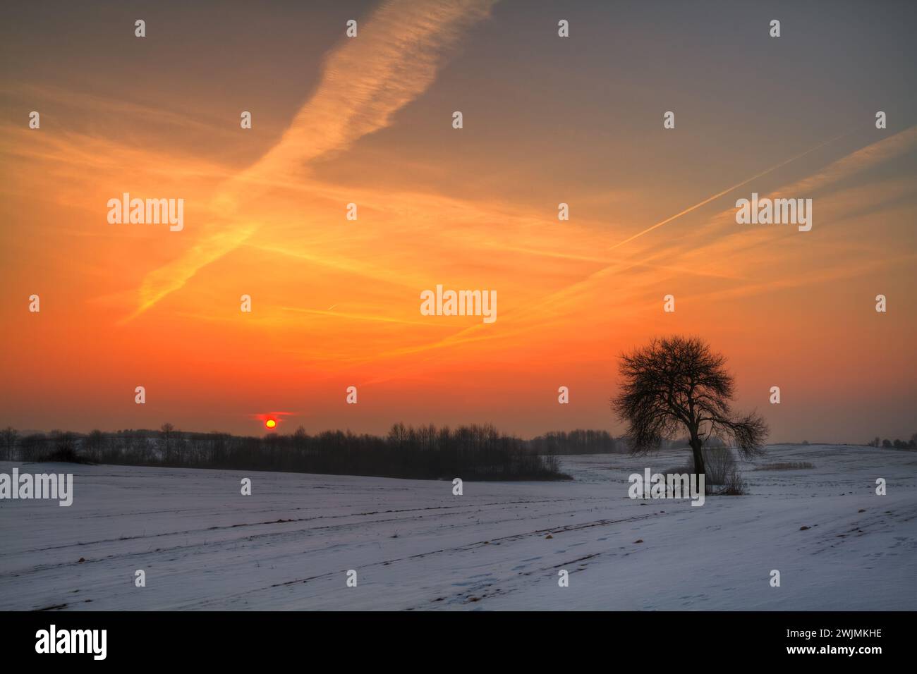 landscape winter trees and fields covered by snow in Poland, Europe on ...
