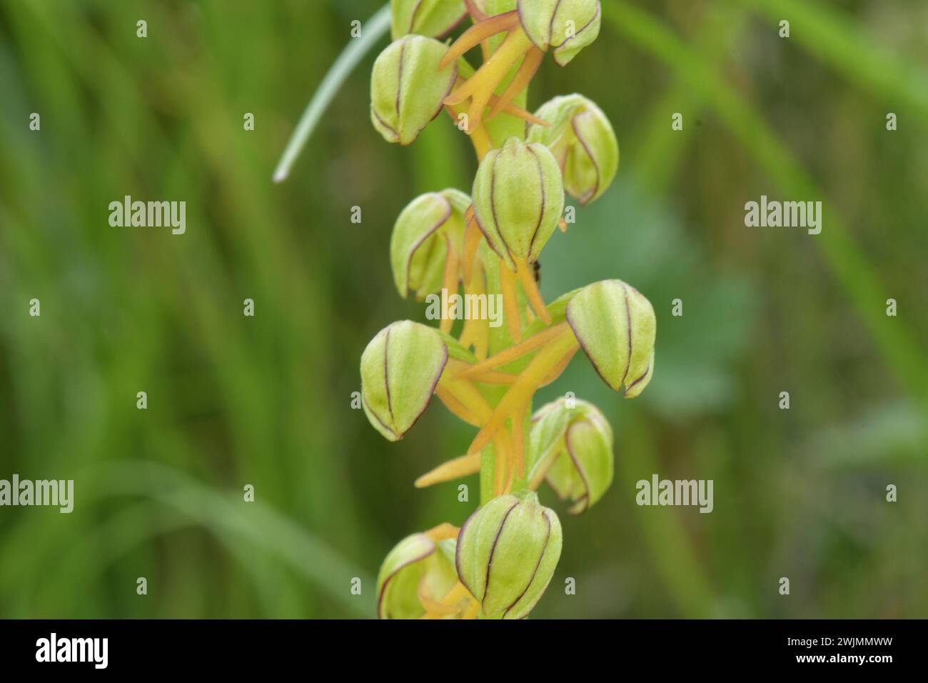 Man Orchid,Orchis anthropophora.Close up photo of these rare endangered ...