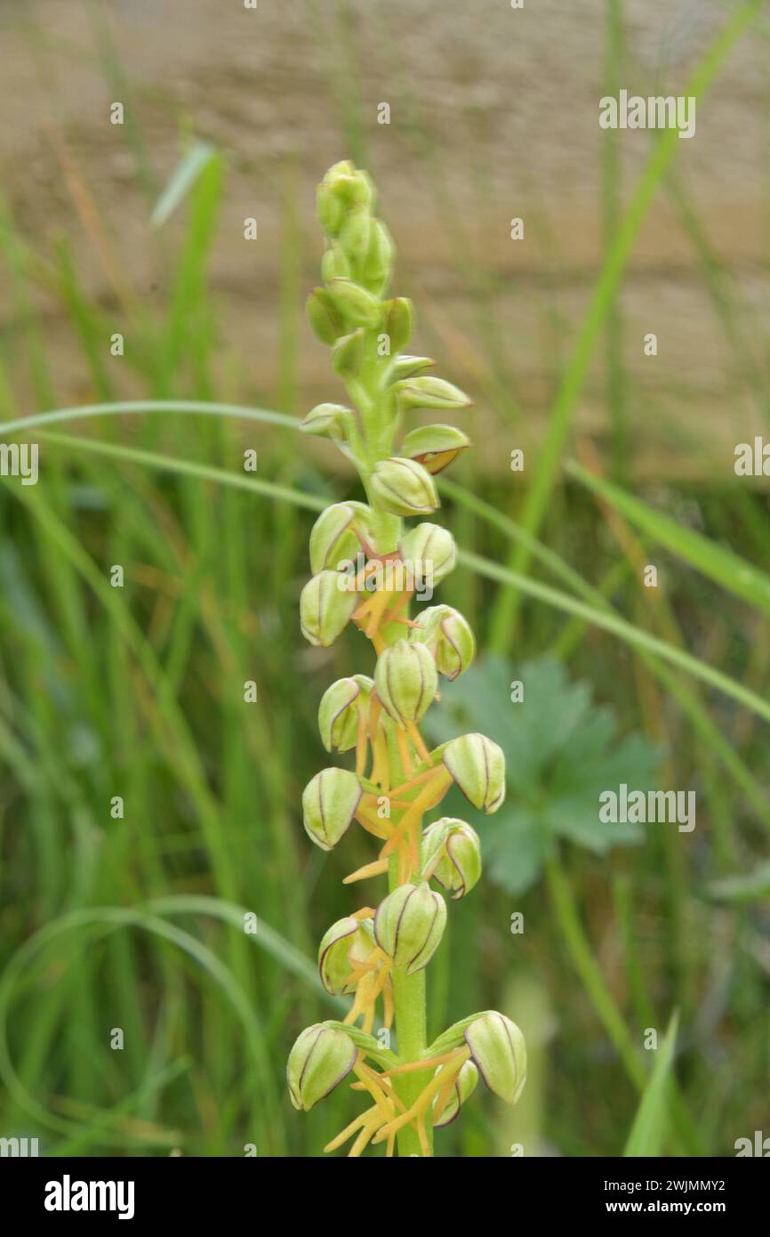 Man Orchid,Orchis anthropophora.Close up photo of these rare endangered ...