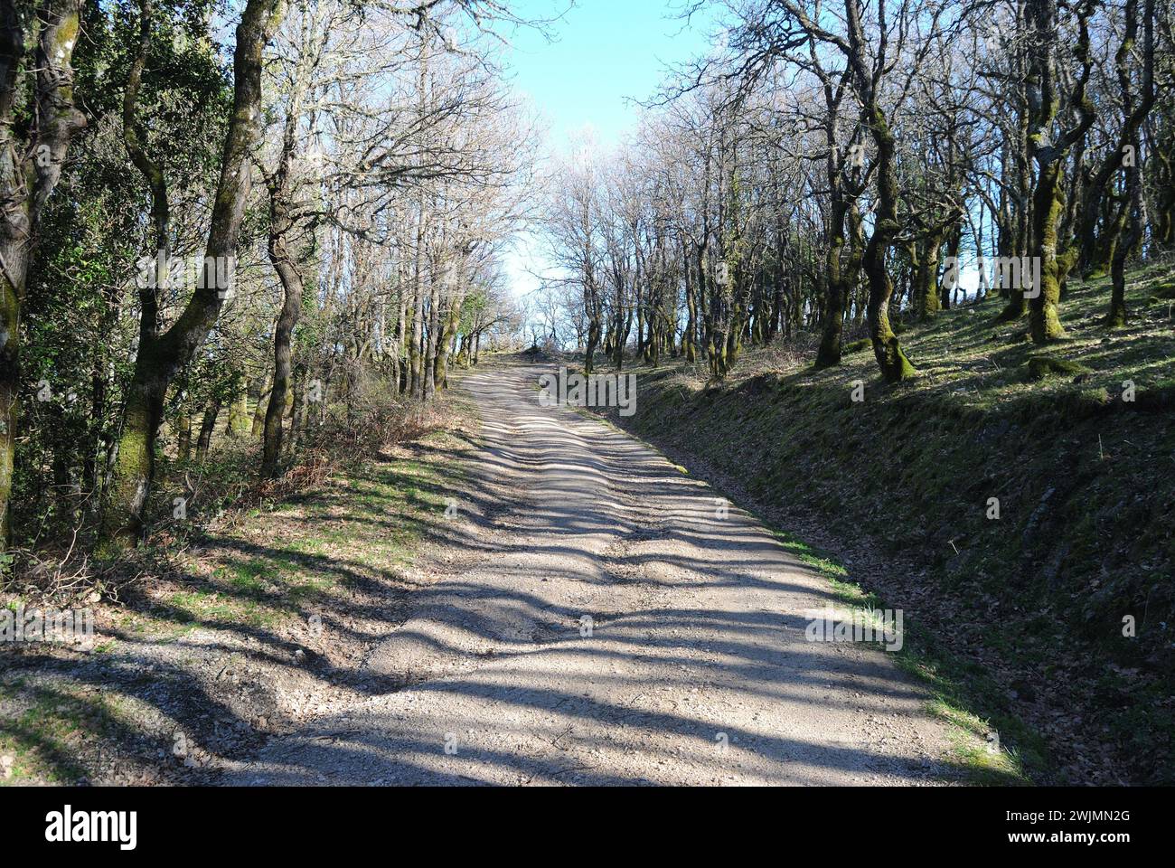 The forest of Monte Rasu Stock Photo - Alamy