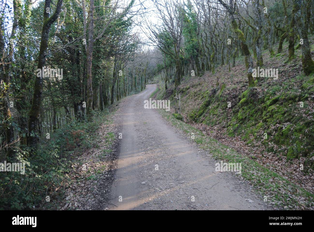 The forest of Monte Rasu Stock Photo - Alamy