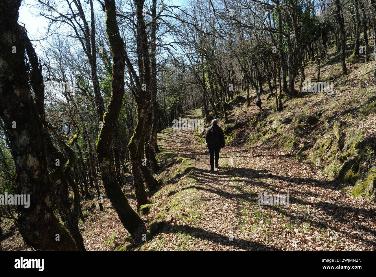 The forest of Monte Rasu Stock Photo - Alamy