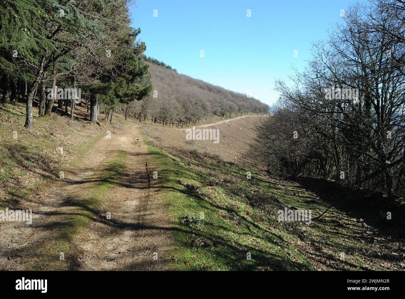 The forest of Monte Rasu Stock Photo - Alamy