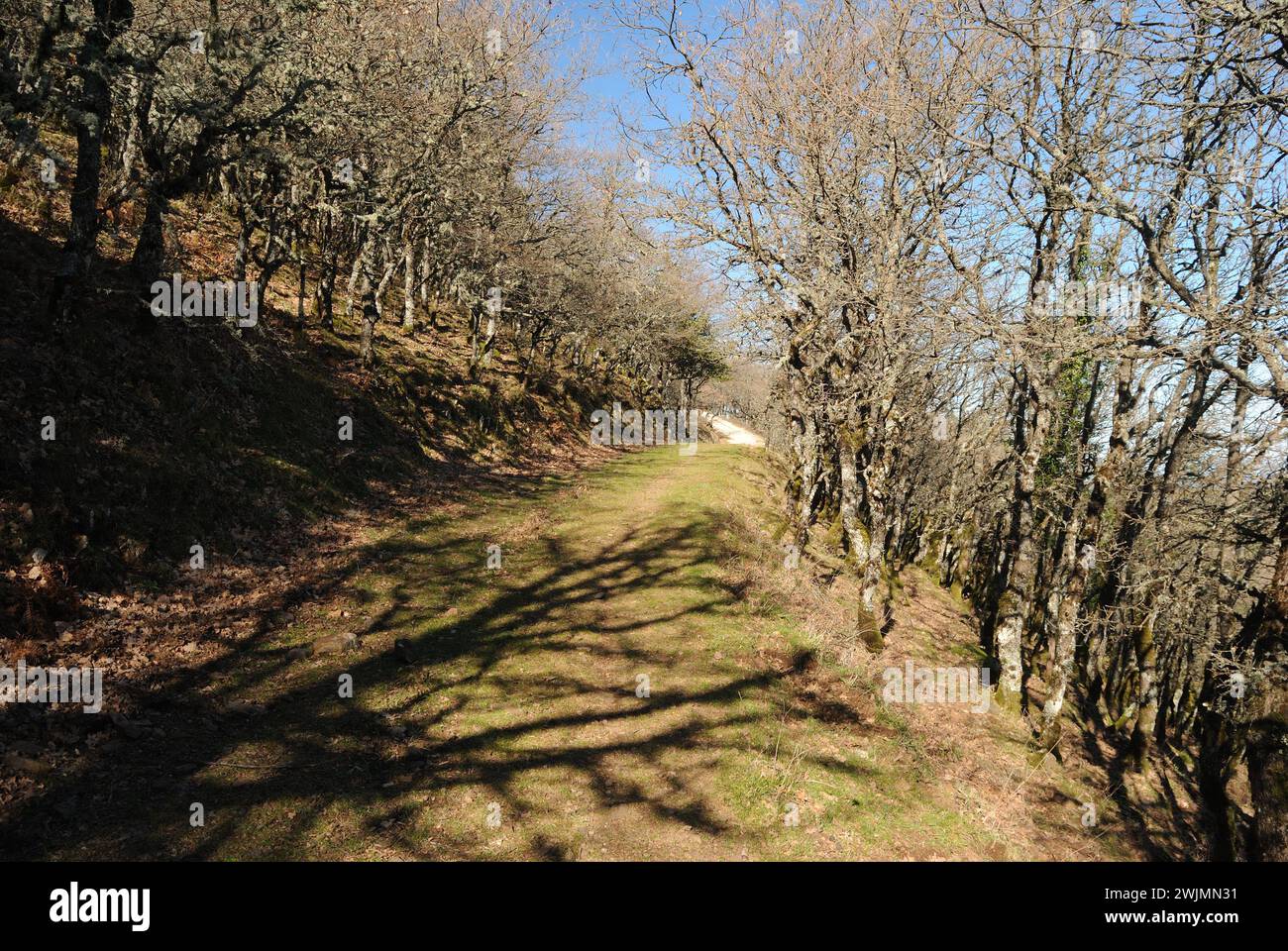 The forest of Monte Rasu Stock Photo - Alamy