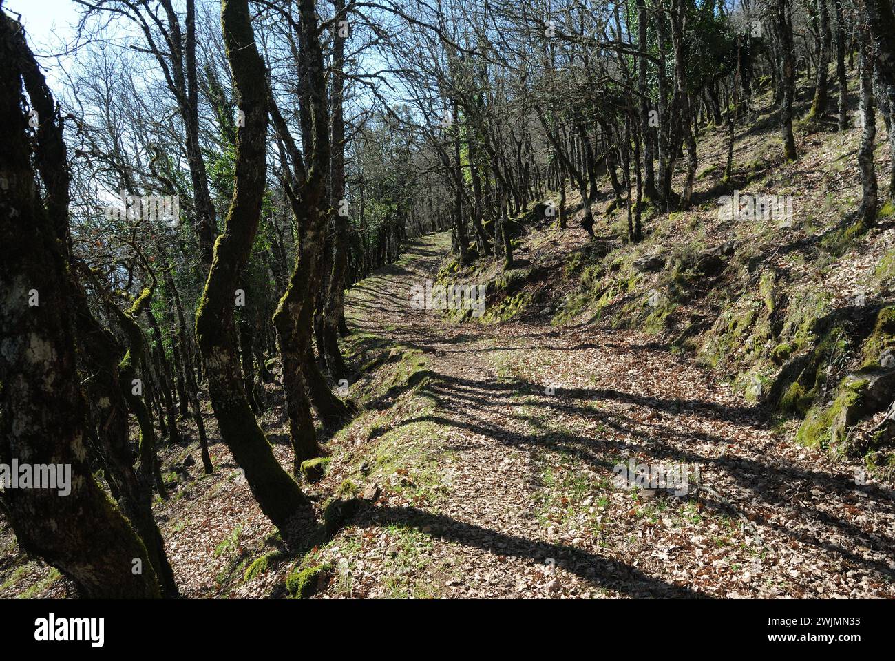 The forest of Monte Rasu Stock Photo - Alamy